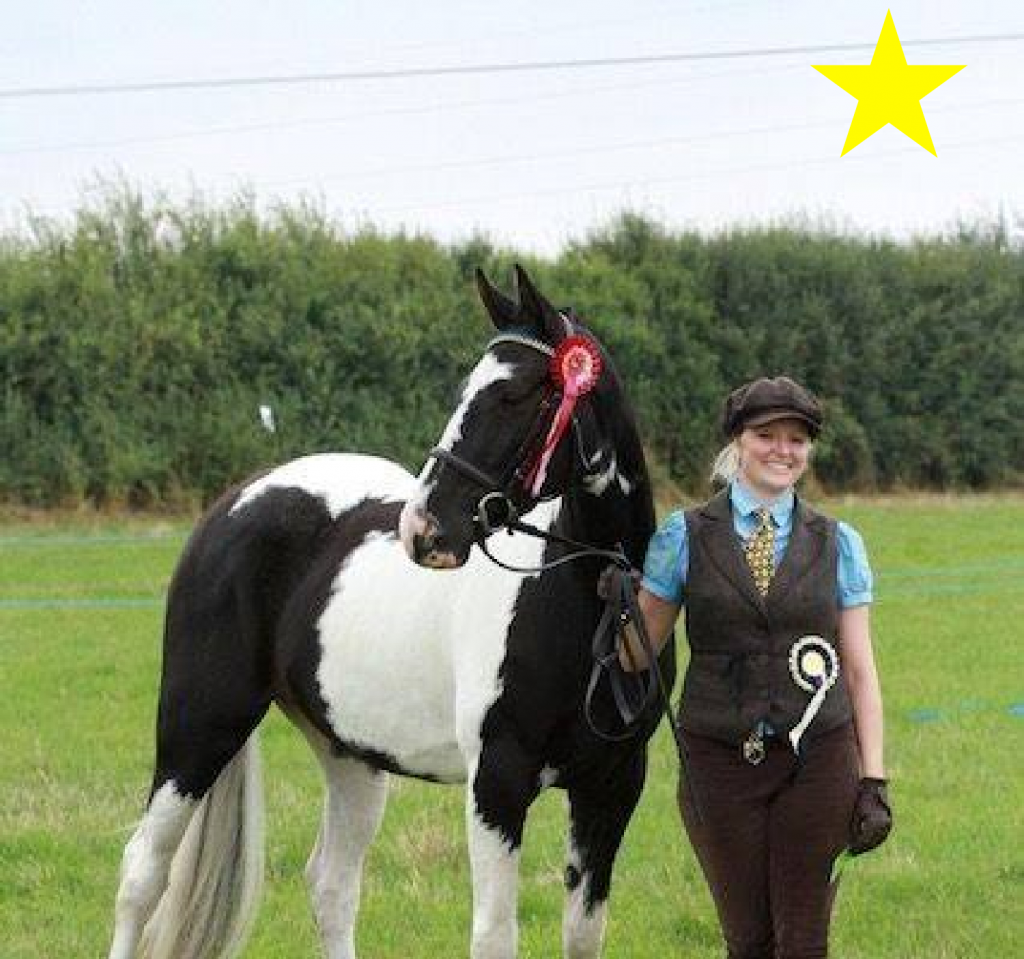 Testimonials - Right Horse Right Home