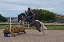 Pony Club Ponies For Loan - Right Horse Right Home