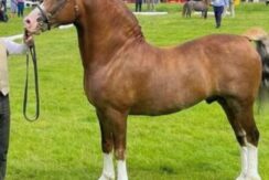 Horses for sale and loan UK - Right Horse Right Home