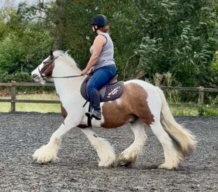 Chunky Coloured Cob Gelding - Right Horse Right Home