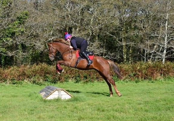 Dependable Gentle Giant Allrounder - Right Horse Right Home